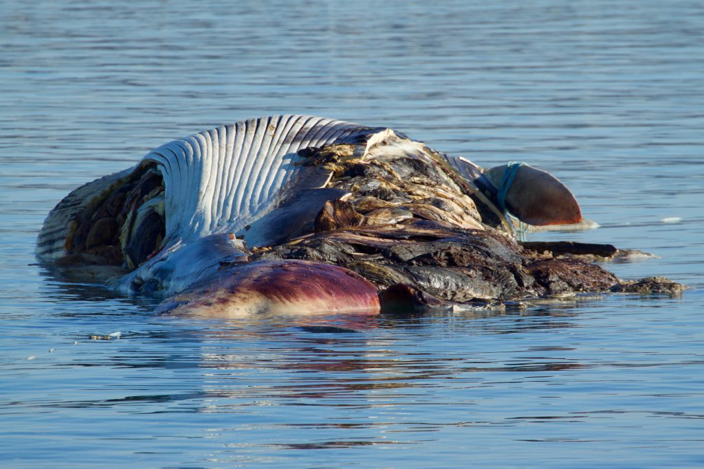 Fin whale before sinking